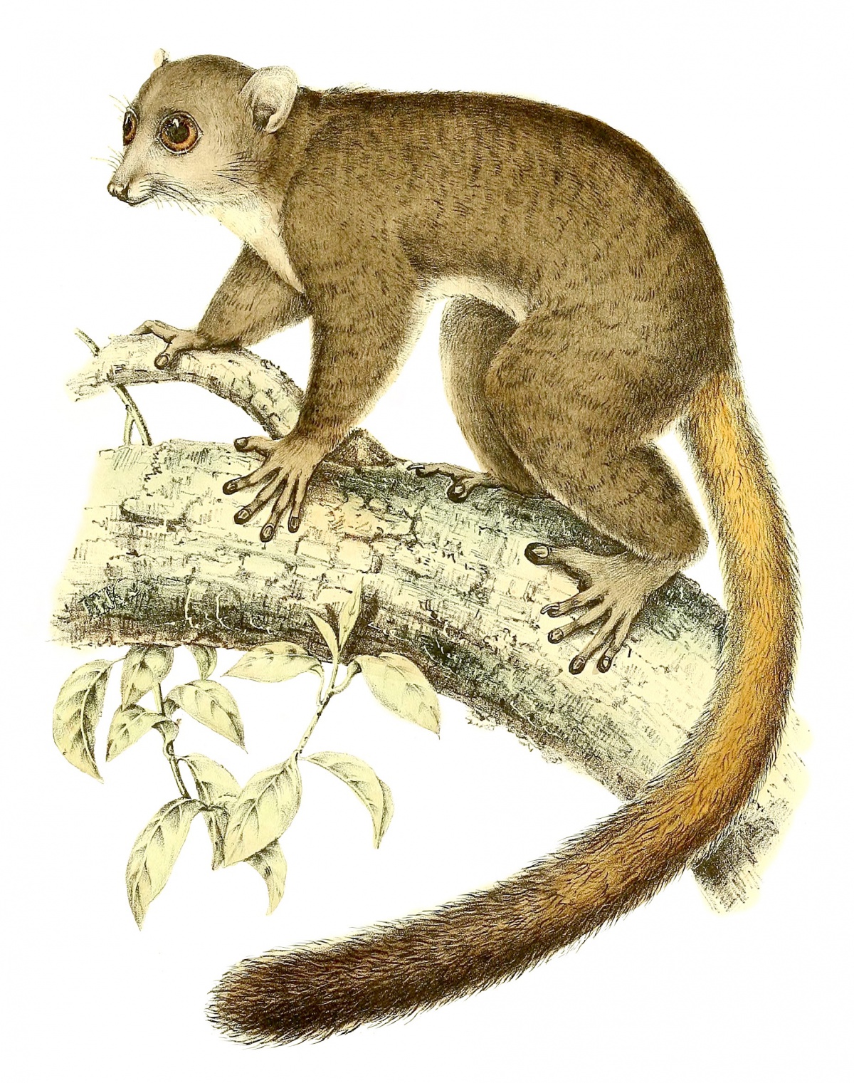 Coquerel's giant mouse lemur - Madagascar